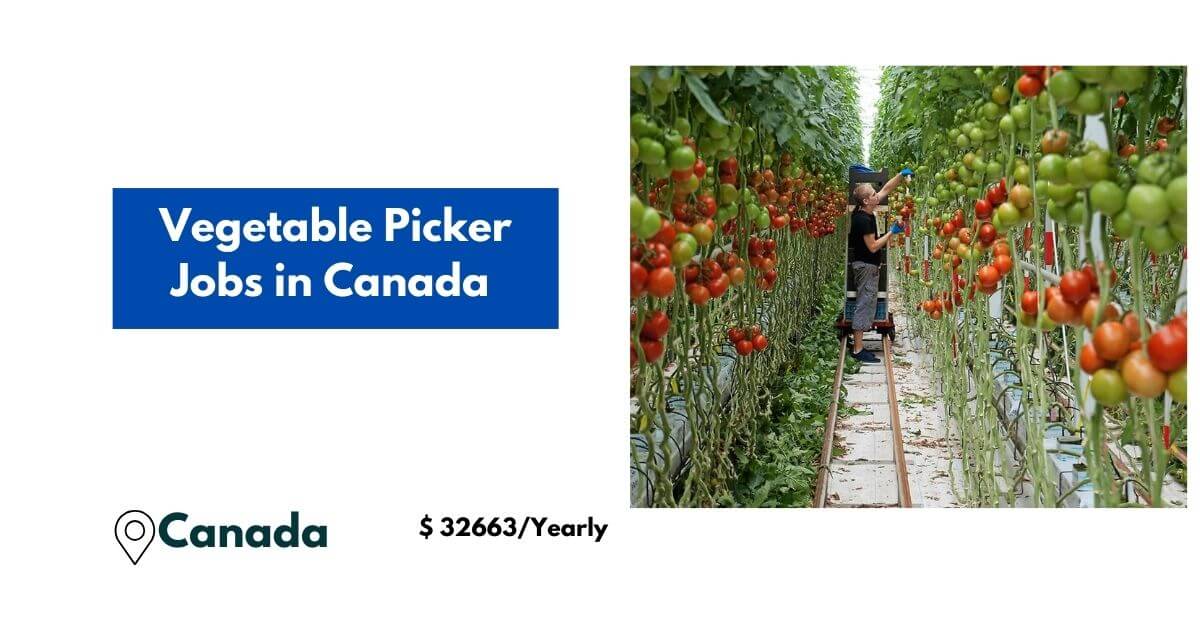 Vegetable Picker Jobs in Canada 2024 - Visa Sponsorship