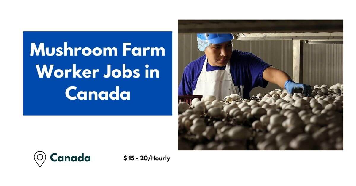 Mushroom Farm Worker Jobs in Canada 2024 - Visa Sponsorship