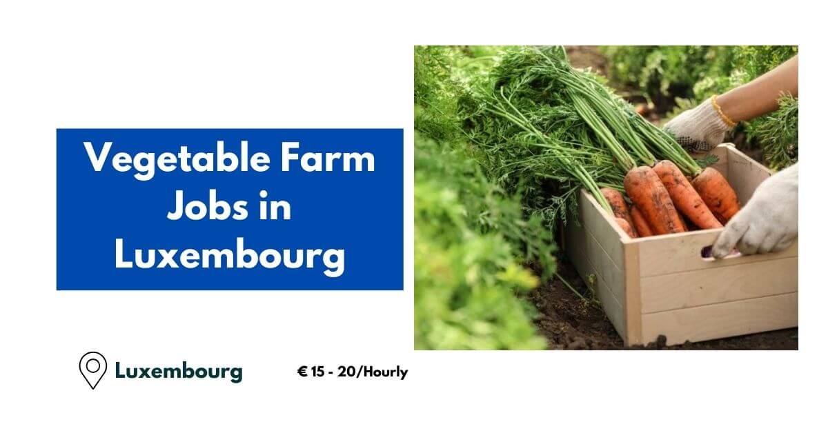 Vegetable Farm Jobs in Luxembourg 2024 - Visa Sponsorship